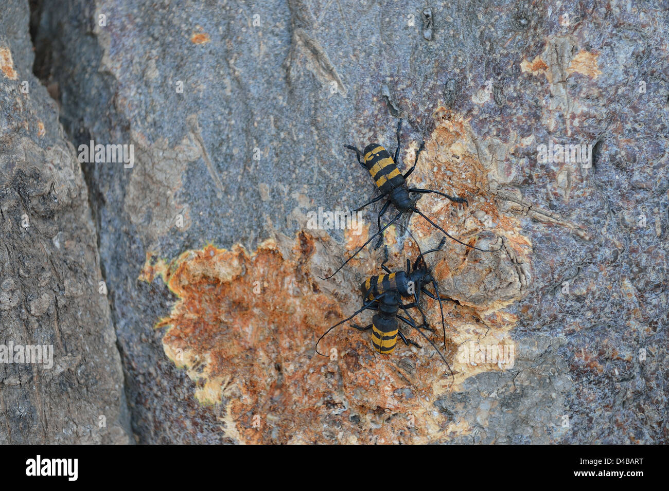Baobab tree senegal hi-res stock photography and images - Alamy