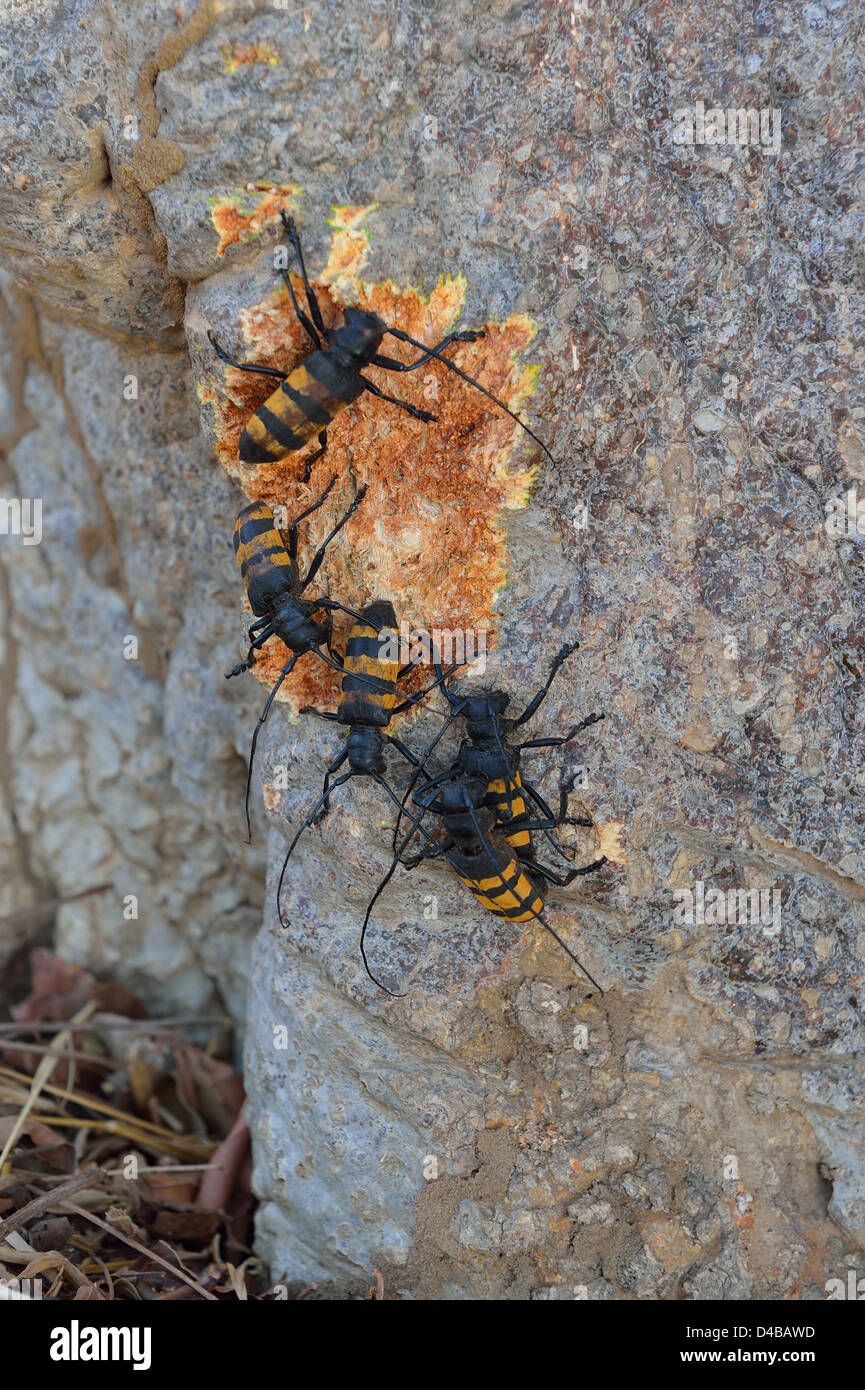 Insect of africa hi-res stock photography and images - Alamy