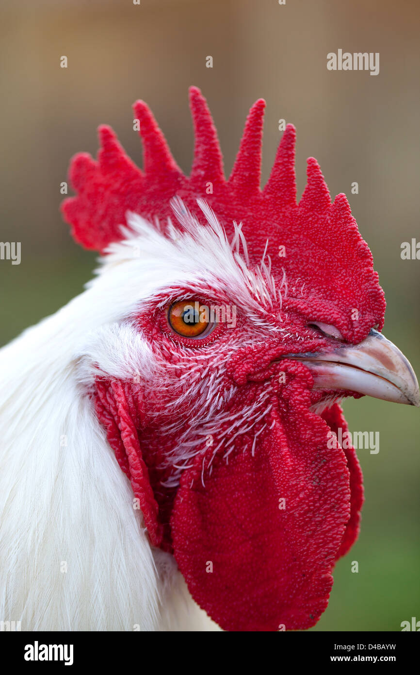 Rooster roosters hi-res stock photography and images - Alamy