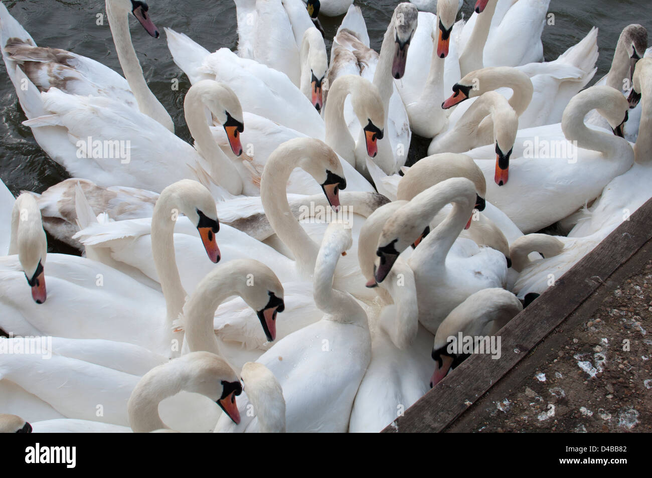 Swans being fed bread hi-res stock photography and images - Alamy