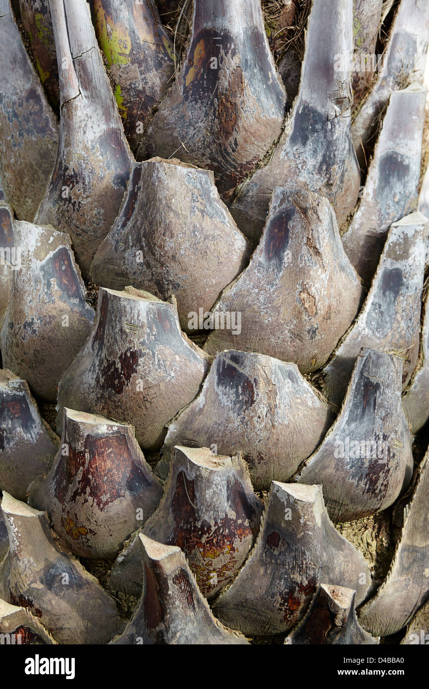 Palm tree bark hi-res stock photography and images - Alamy