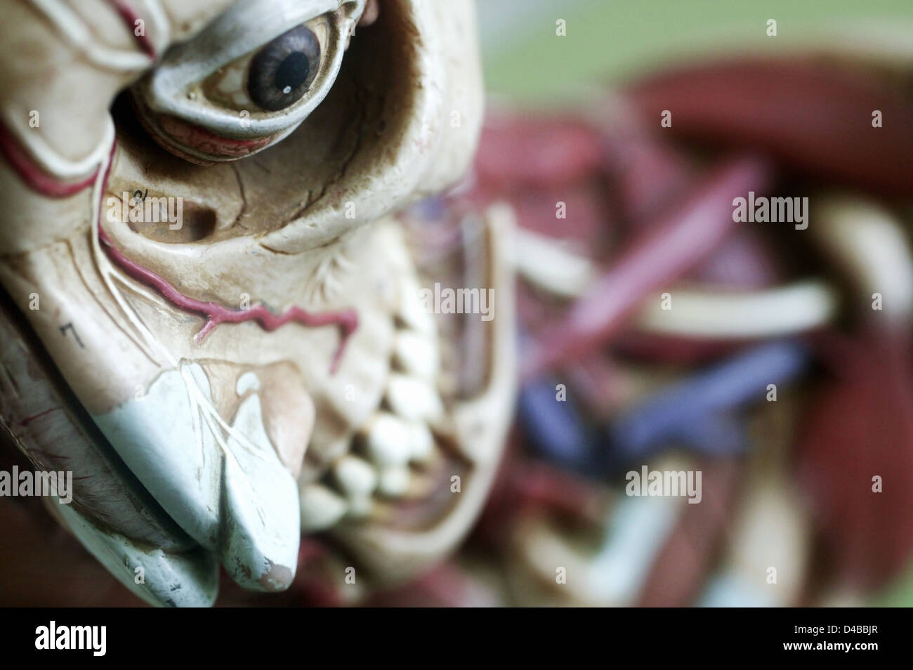 Anatomical models commonly used in teaching doctors as they much ...