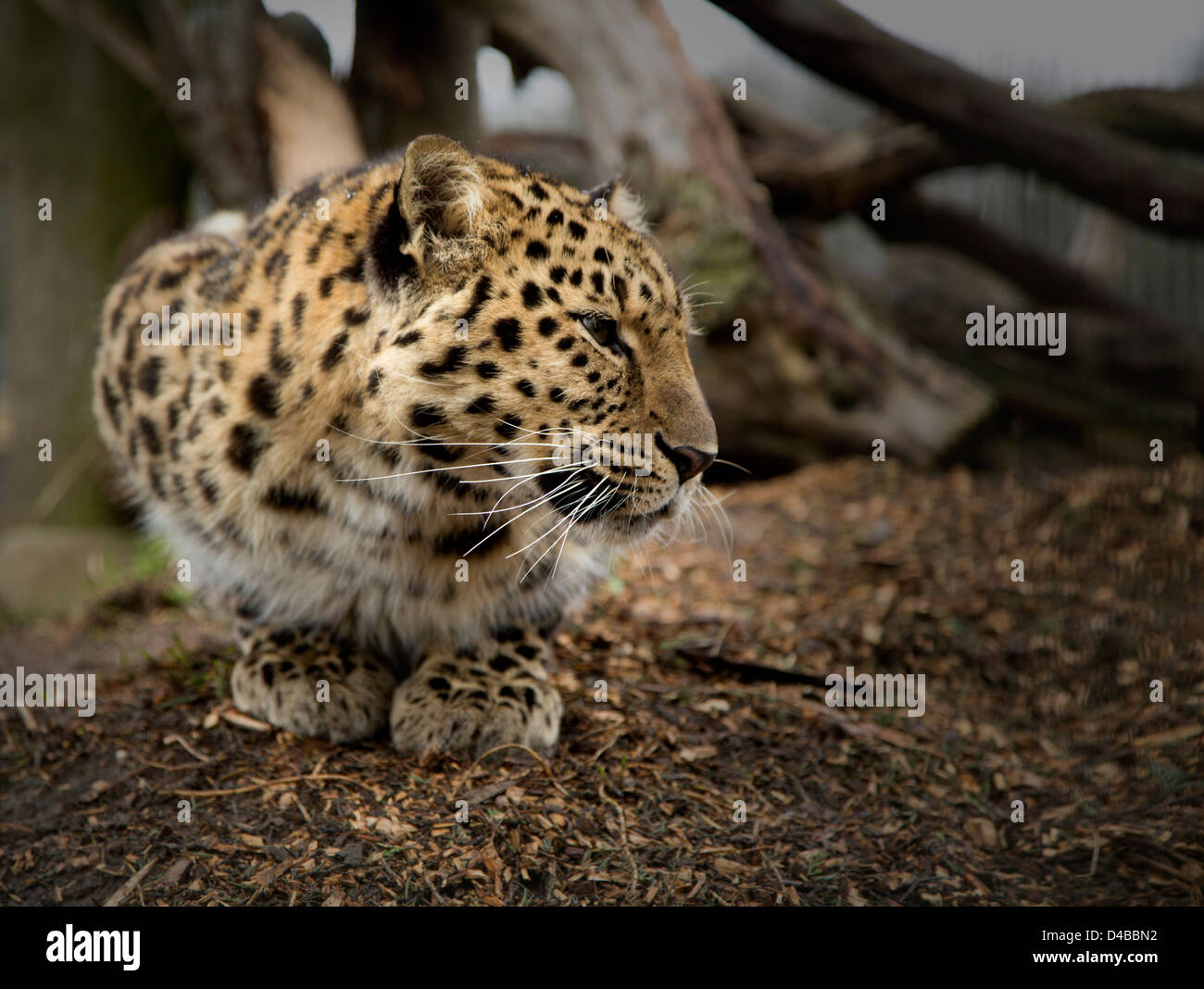 Leopard profile panthera pardus sitting hi-res stock photography and ...
