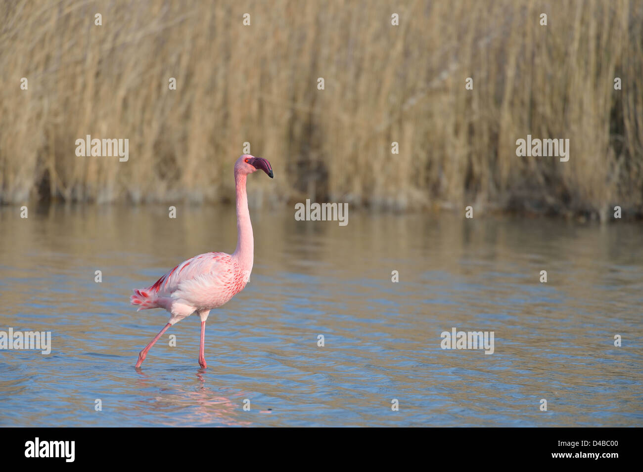 Lesser flamingo (Phoeniconaias minor - Phoenicopterus minor) African ...