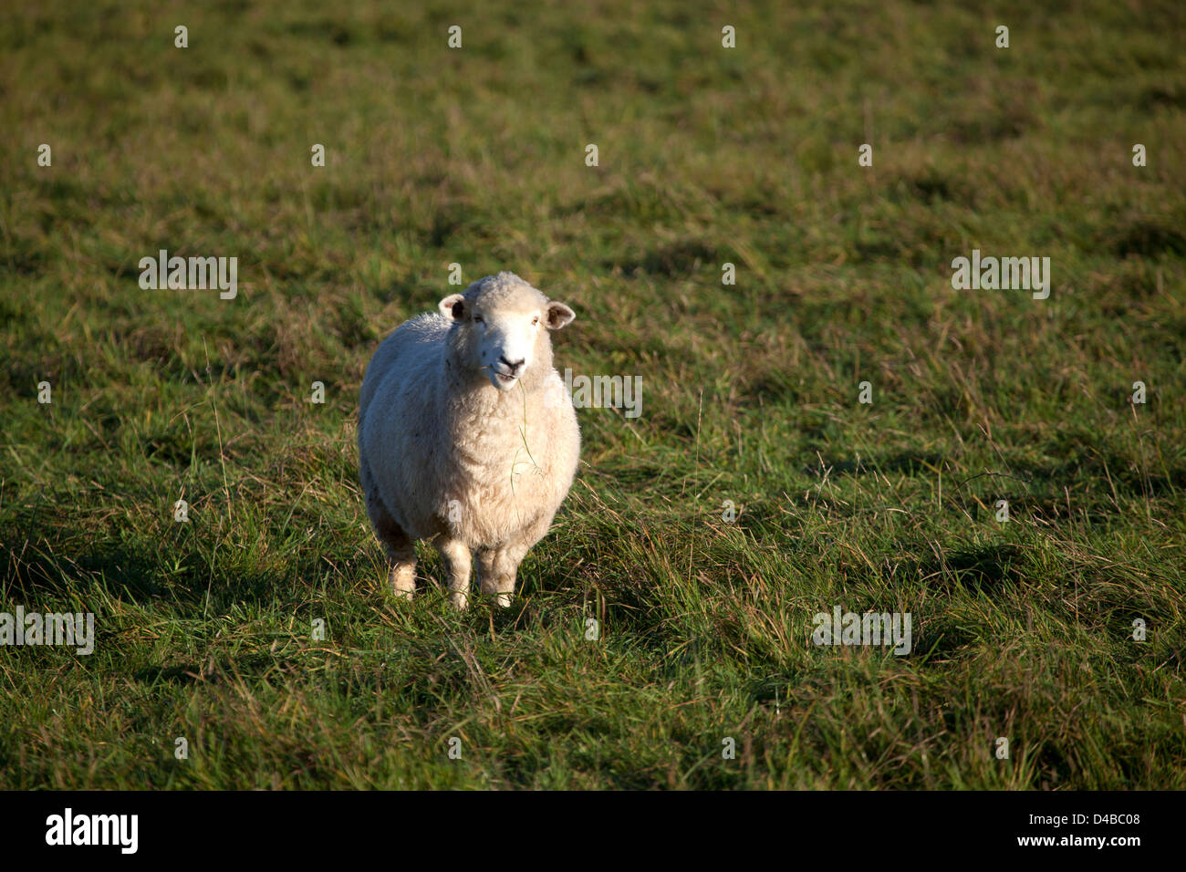 Nervous sheep hi-res stock photography and images - Alamy