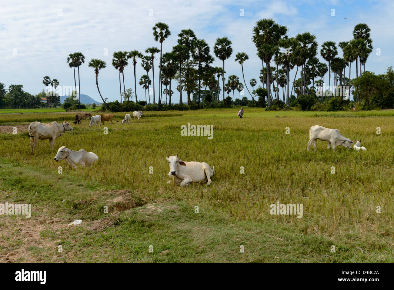Brahman cattle hi-res stock photography and images - Alamy