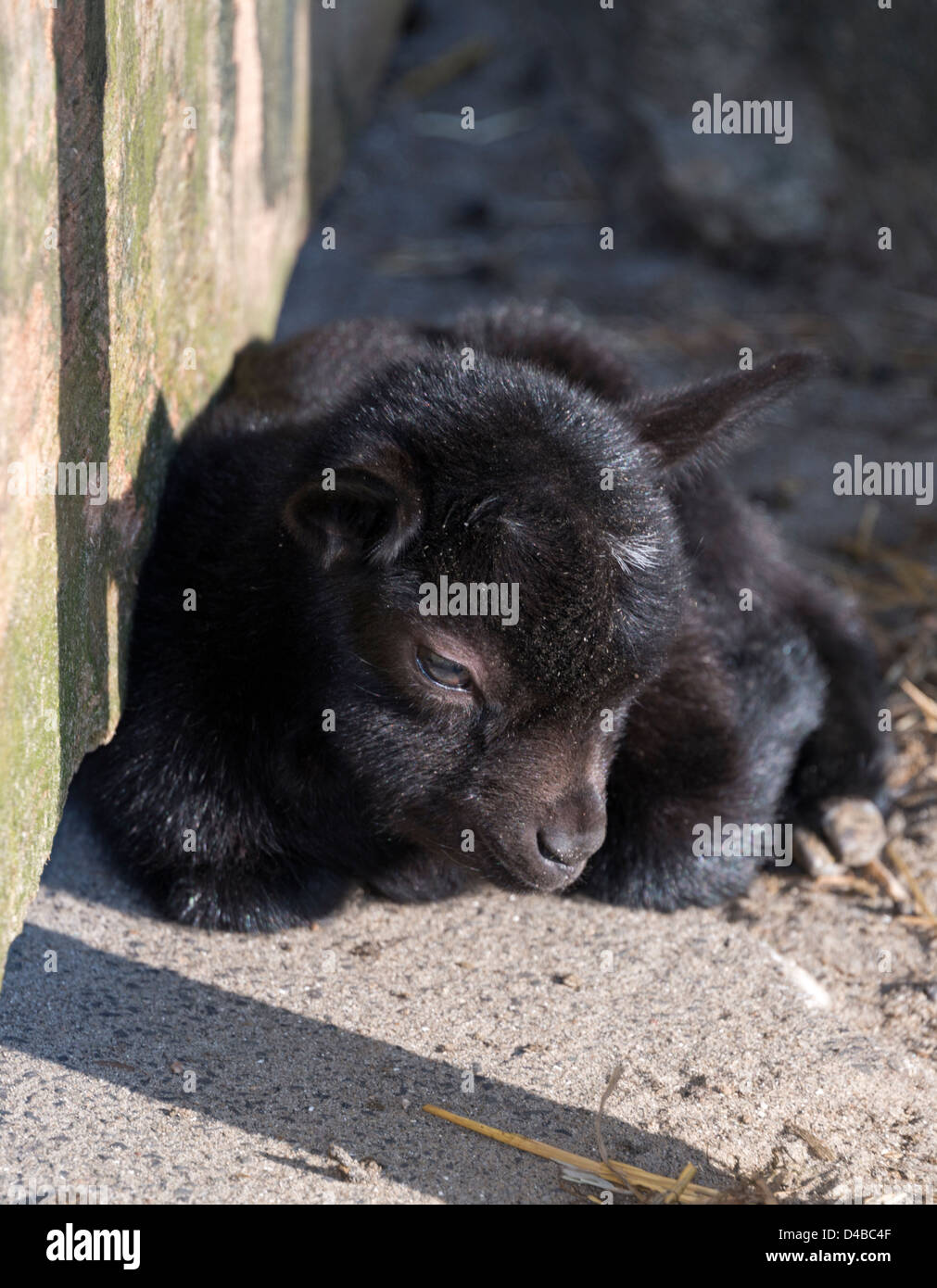 very small and young goat from few days old Stock Photo - Alamy