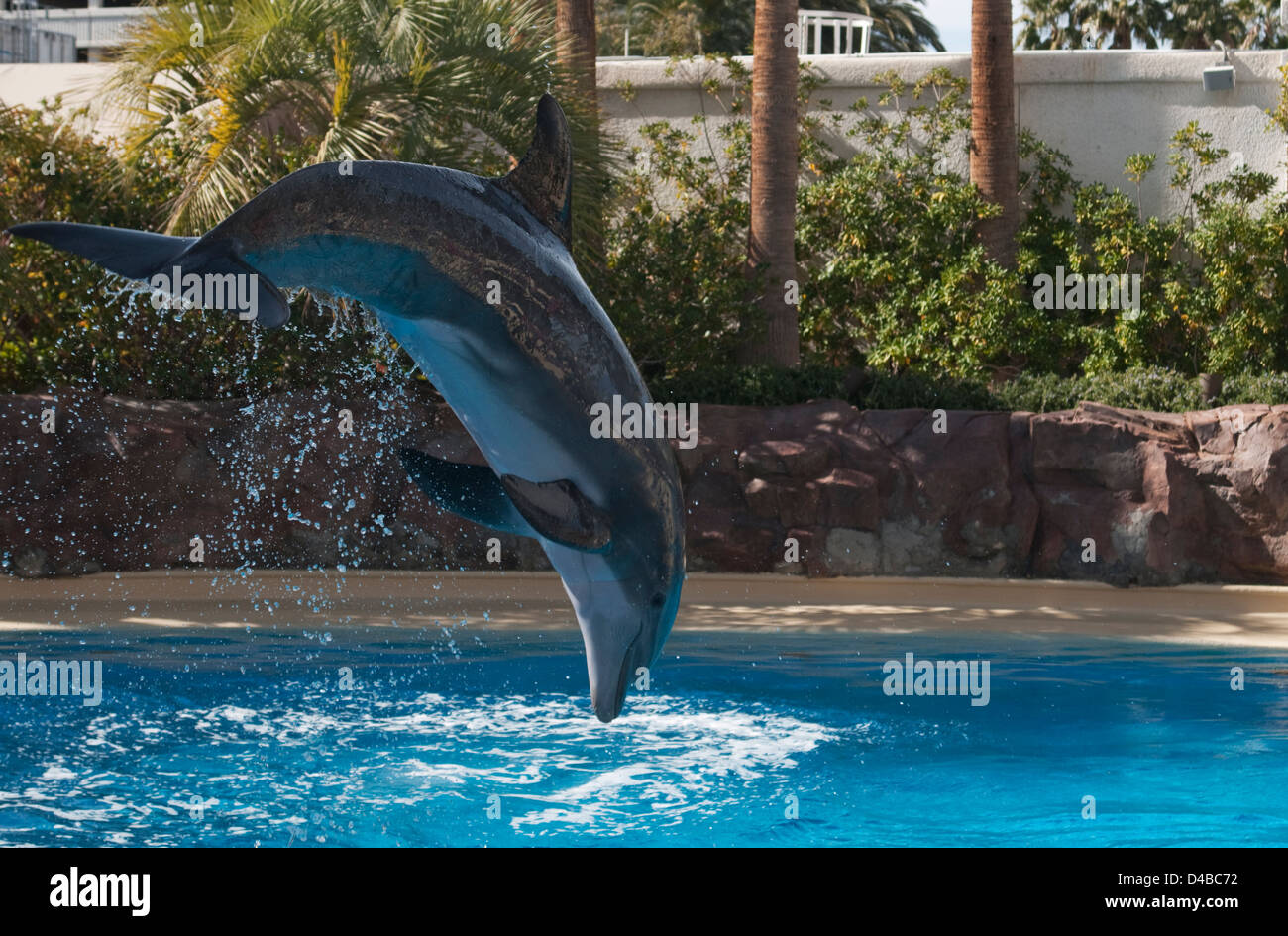 Dolphin tank hi-res stock photography and images - Alamy