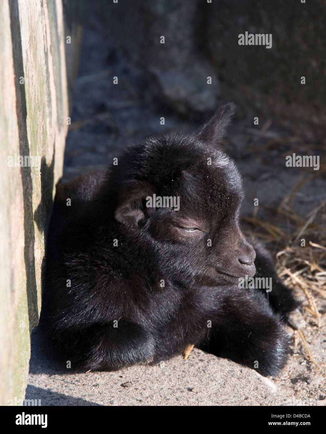 very small and young goat from few days old Stock Photo - Alamy