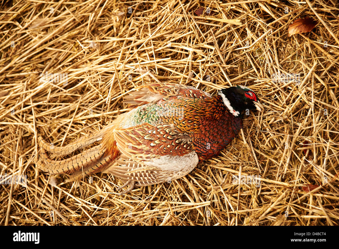 Image of dead pheasants following a game shoot Stock Photo - Alamy