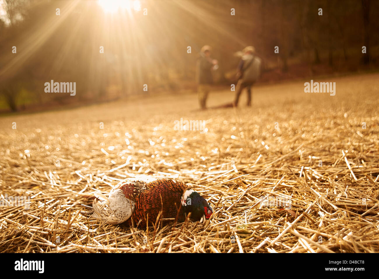 Image of dead pheasants following a game shoot Stock Photo - Alamy