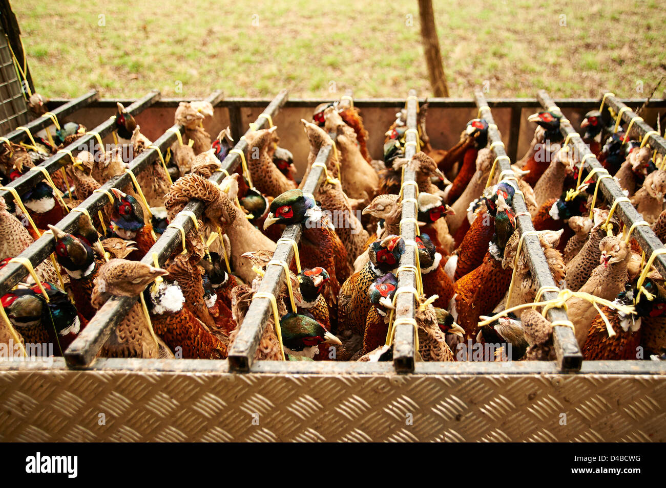Image of dead pheasants following a game shoot Stock Photo - Alamy