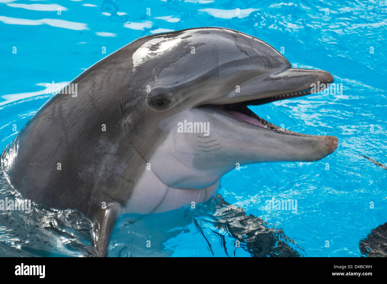Dolphin teeth hi-res stock photography and images - Alamy