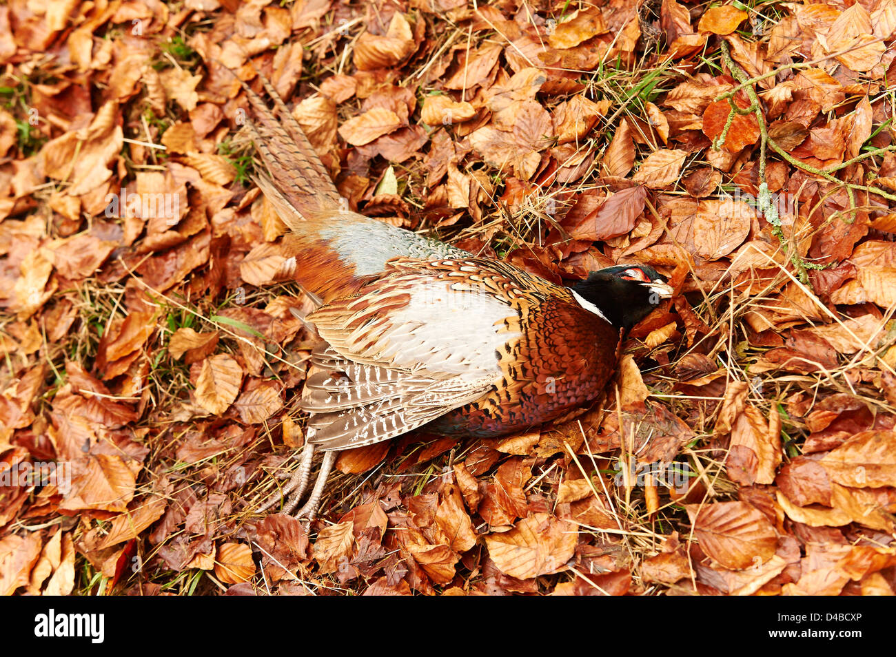 dead pheasant after a game shoot Stock Photo - Alamy