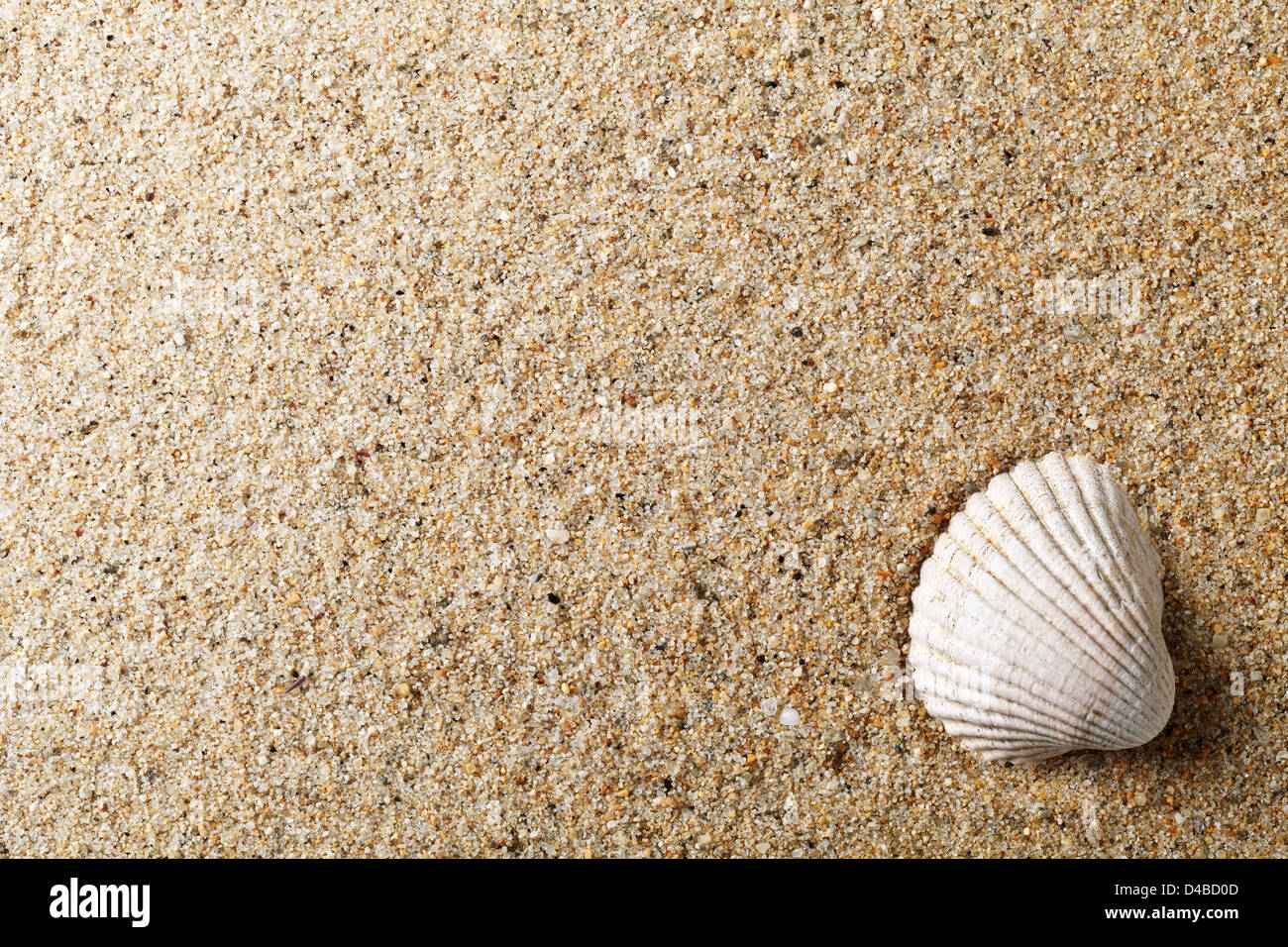 Sea shell on sand. Summer beach background with copy space. Top view ...