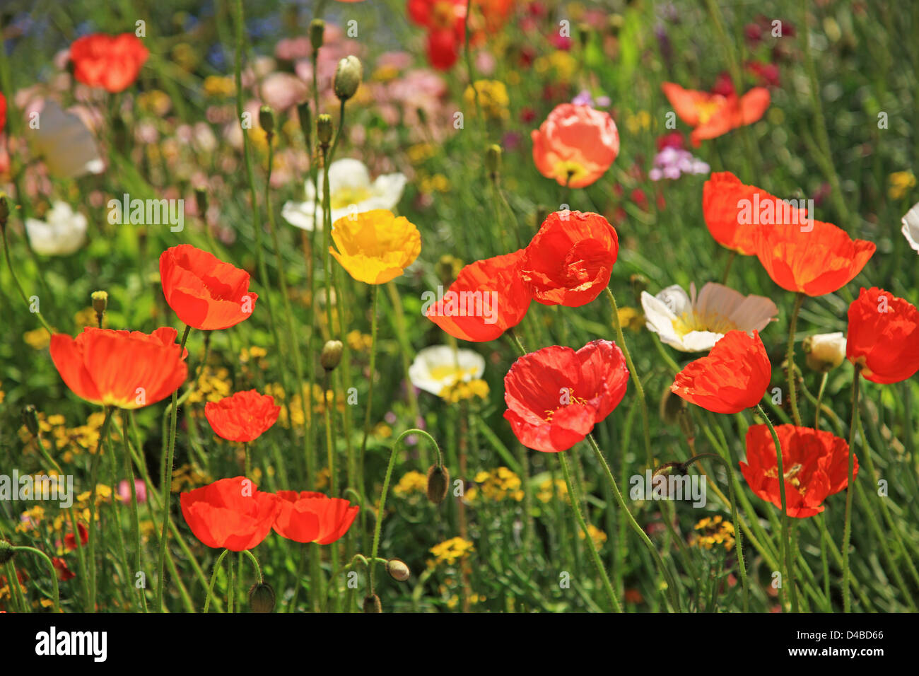 Poppy flowers, Italy, Alto Adige, South Tyrol, Meran Stock Photo - Alamy