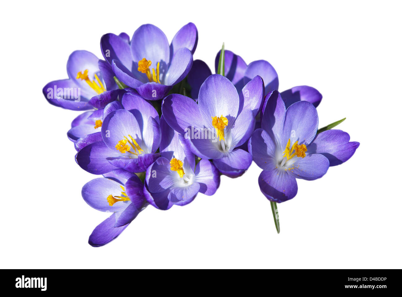 Blooming purple crocus flowers isolated on white background Stock Photo ...
