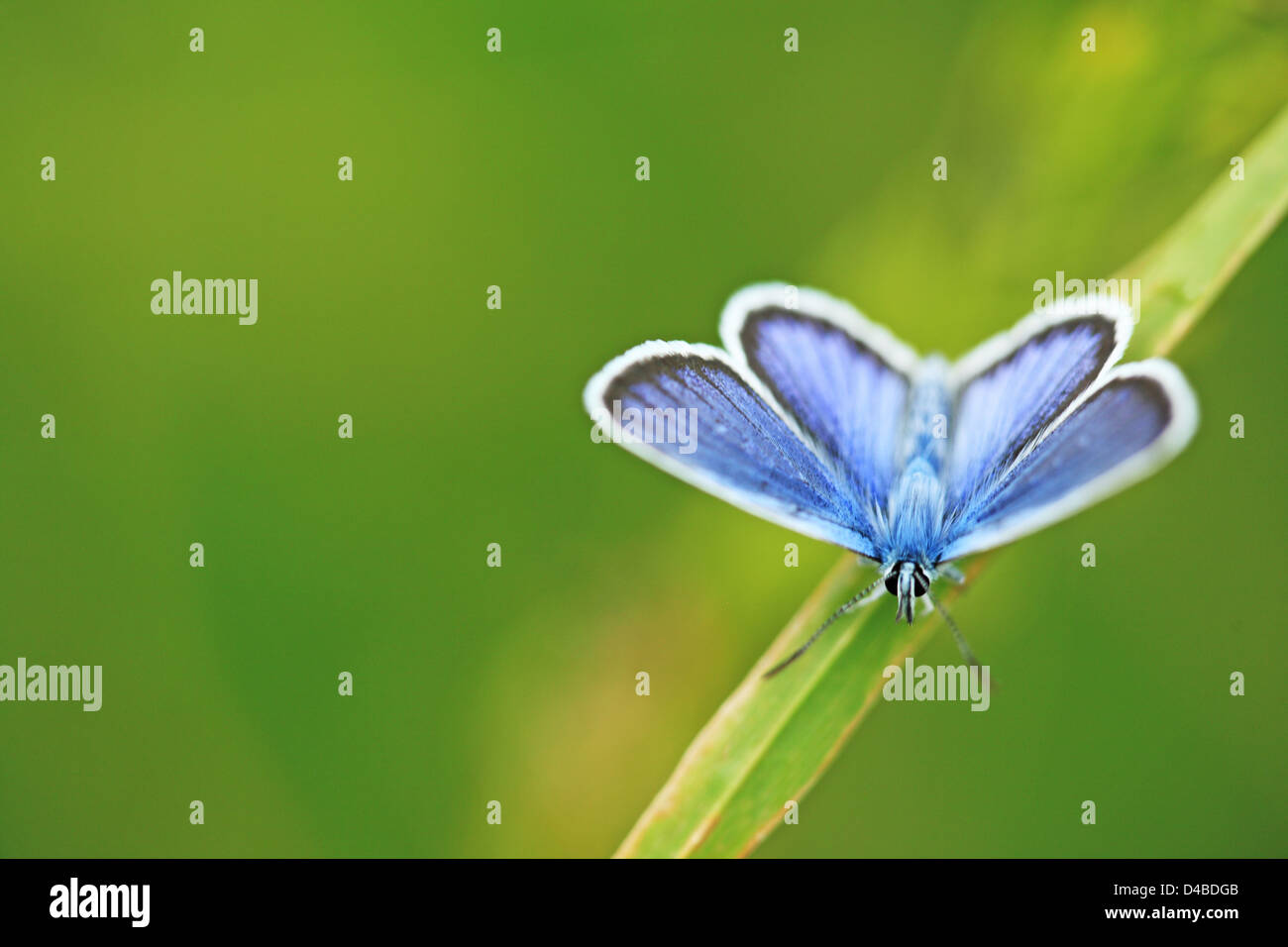 Adonis blue hi-res stock photography and images - Alamy