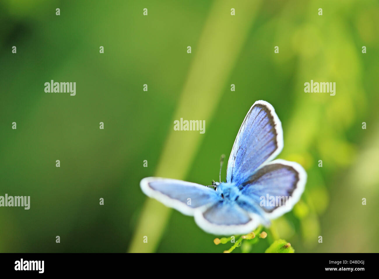 Adonis Blue Butterfly (Lysandra bellargus), Germany, Thuringia Stock ...