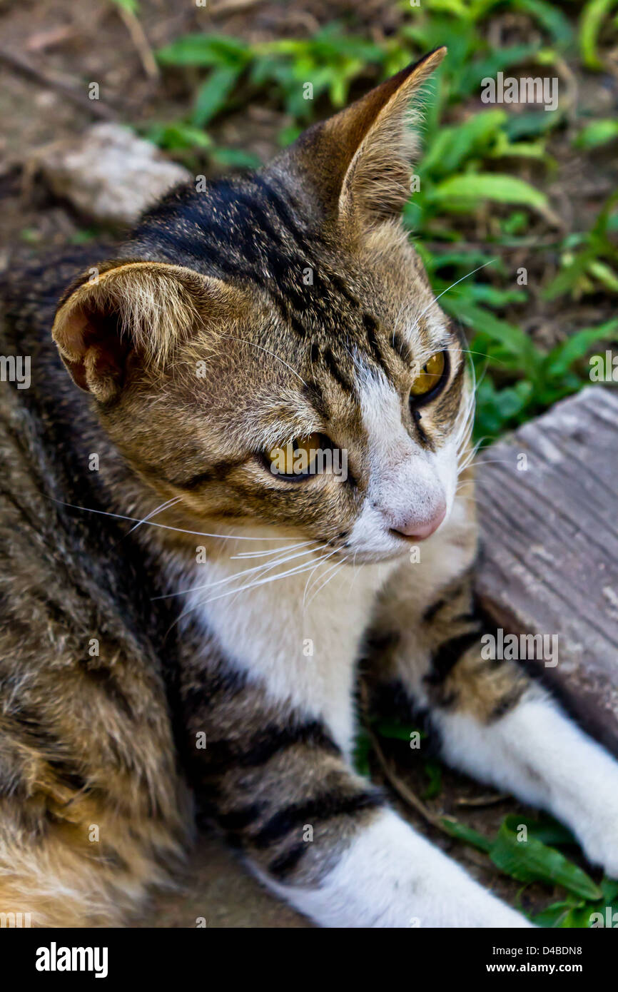 Staring cat hi-res stock photography and images - Alamy