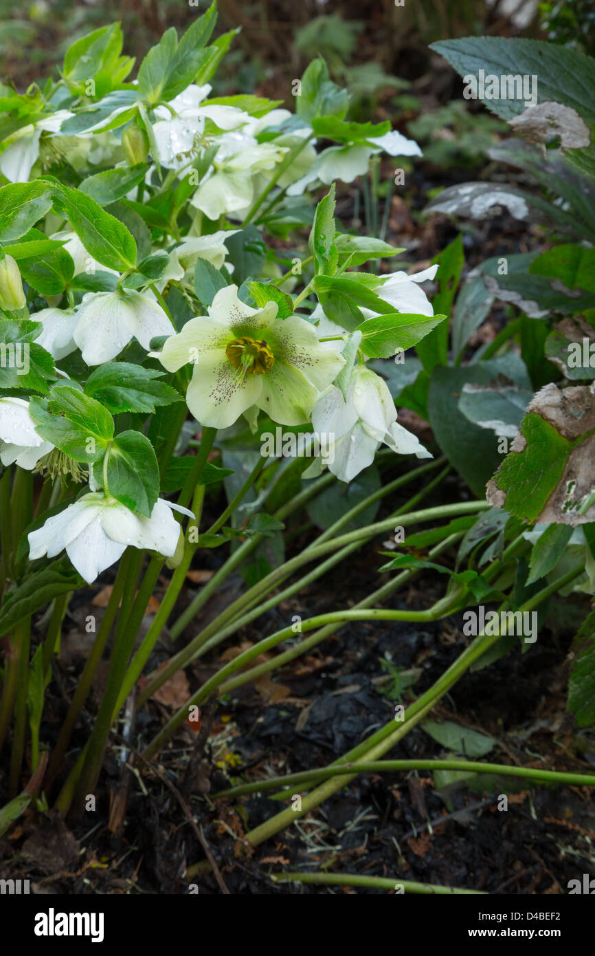 White christmas rose hellebore Stock Photo - Alamy