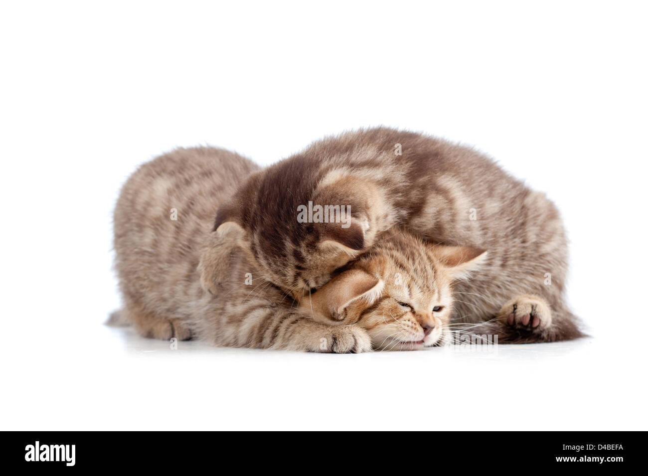 two kittens play together Stock Photo - Alamy