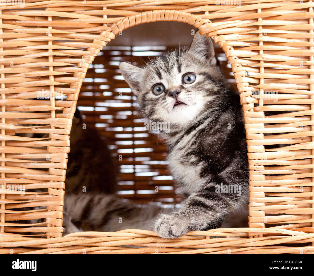 funny little kitten sitting inside wicker cat house Stock Photo - Alamy