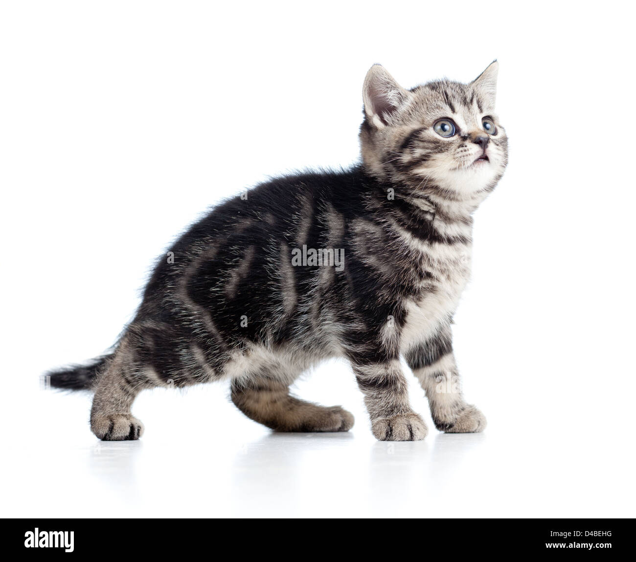 side view of funny little kitten isolated on white background Stock ...