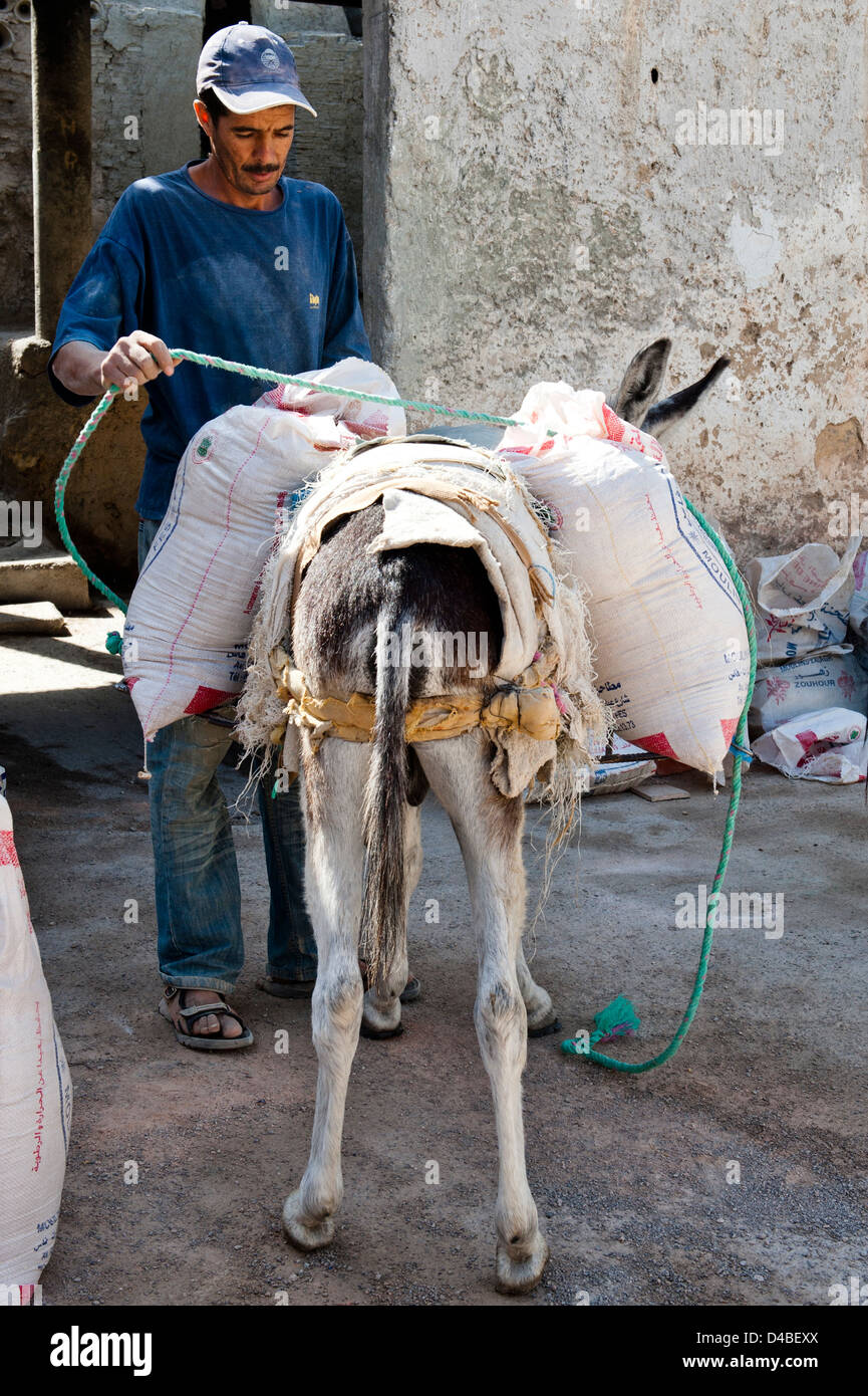 Mule transporting goods, Fes, Morocco Stock Photo - Alamy