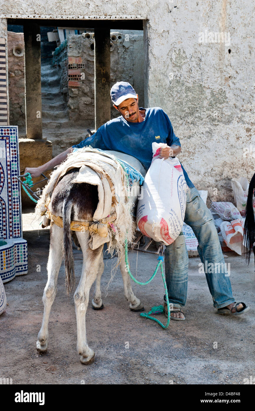Mule transporting goods, Fes, Morocco Stock Photo - Alamy