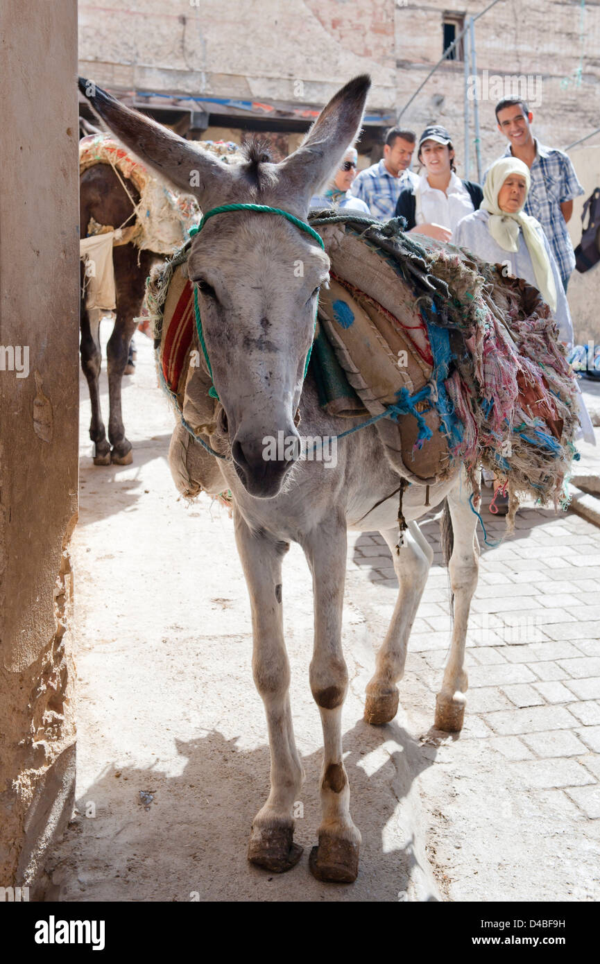 Mule transporting goods in car-free Medina, Fes, Morocco Stock Photo ...