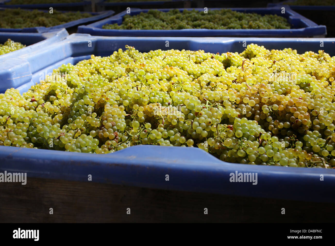 Oneiric wine farm white grapes, South africa Stock Photo - Alamy