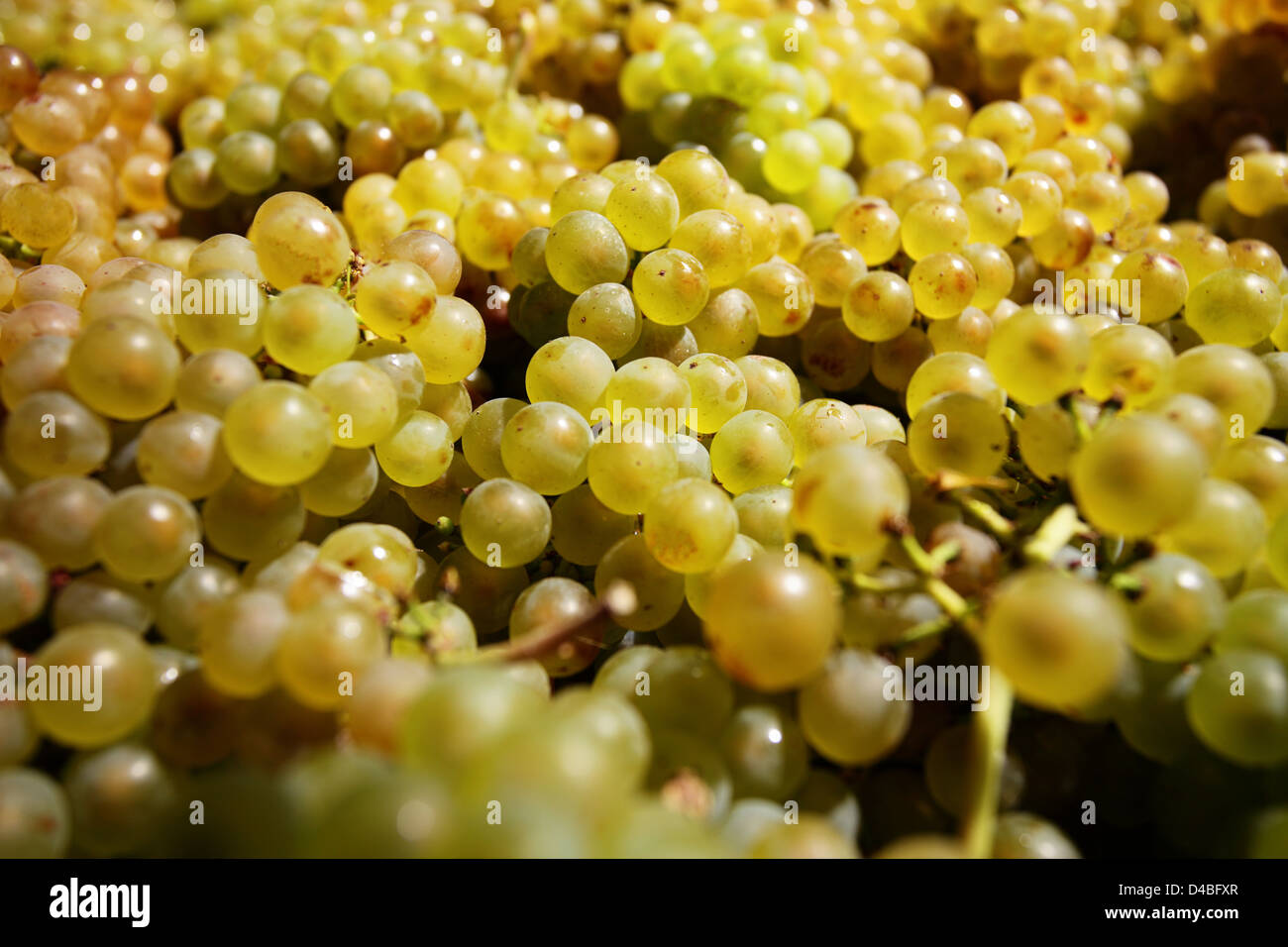 Oneiric wine farm white grapes, South africa Stock Photo - Alamy