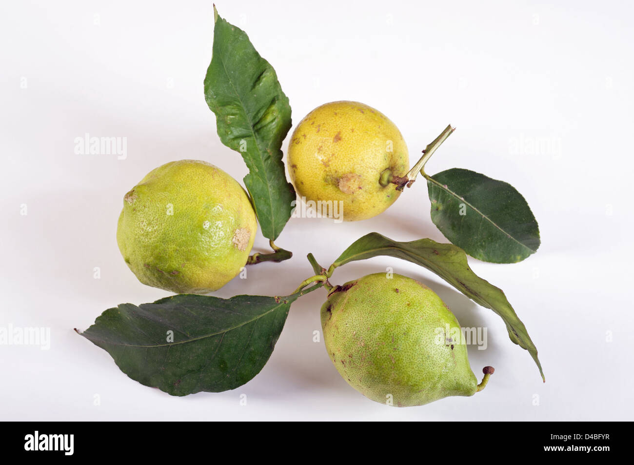Sicilian lemons hi-res stock photography and images - Alamy