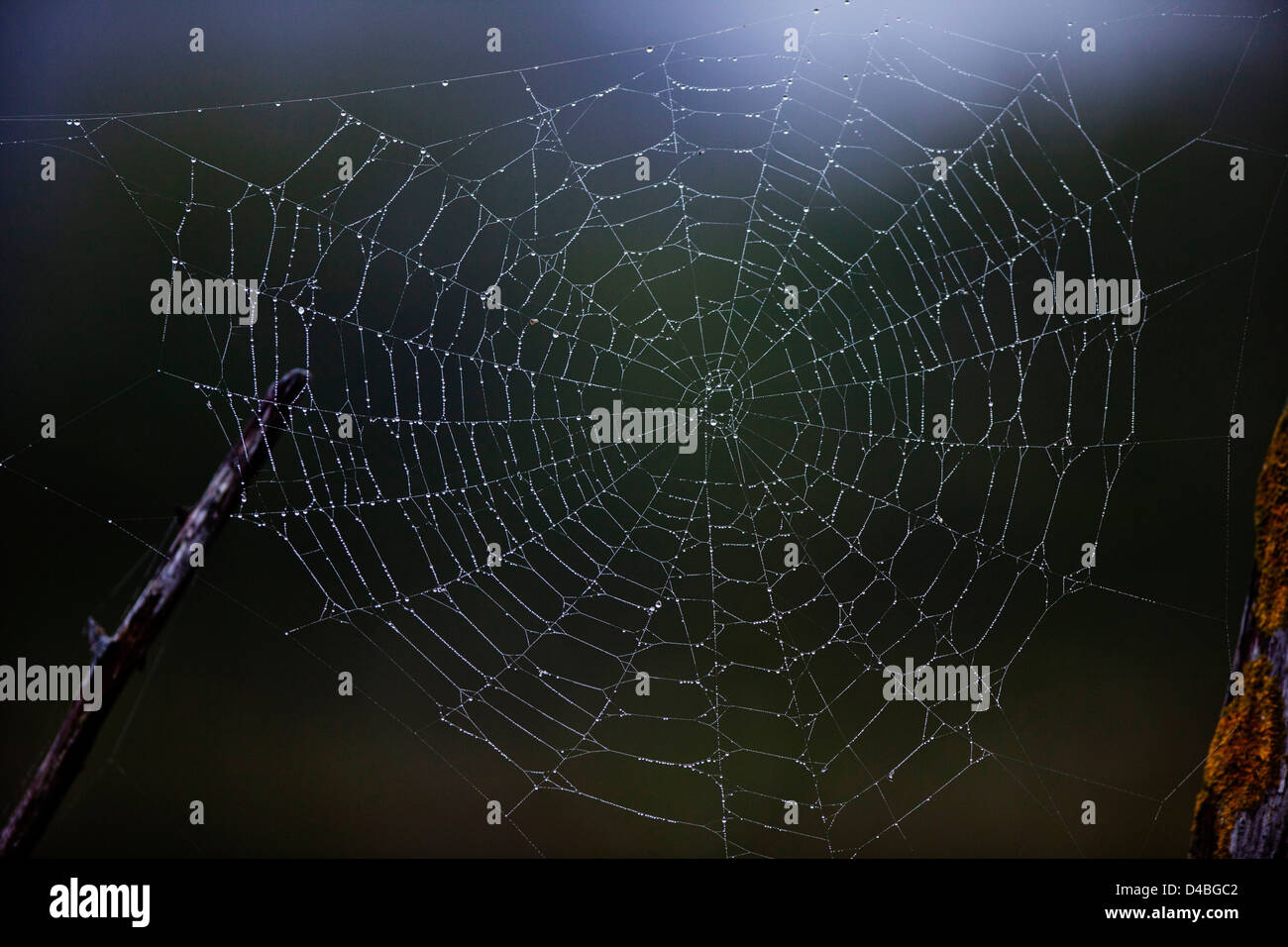 Spider web after a light summer rain Stock Photo - Alamy