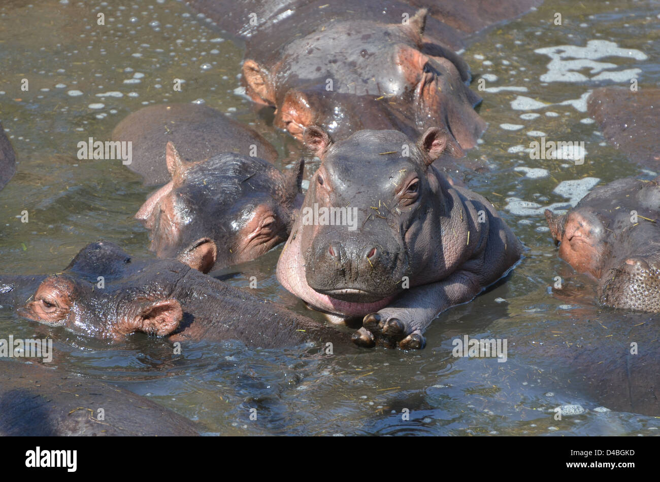 A baby hippo peeks out of a hippo pool in the Serengeti National Park ...