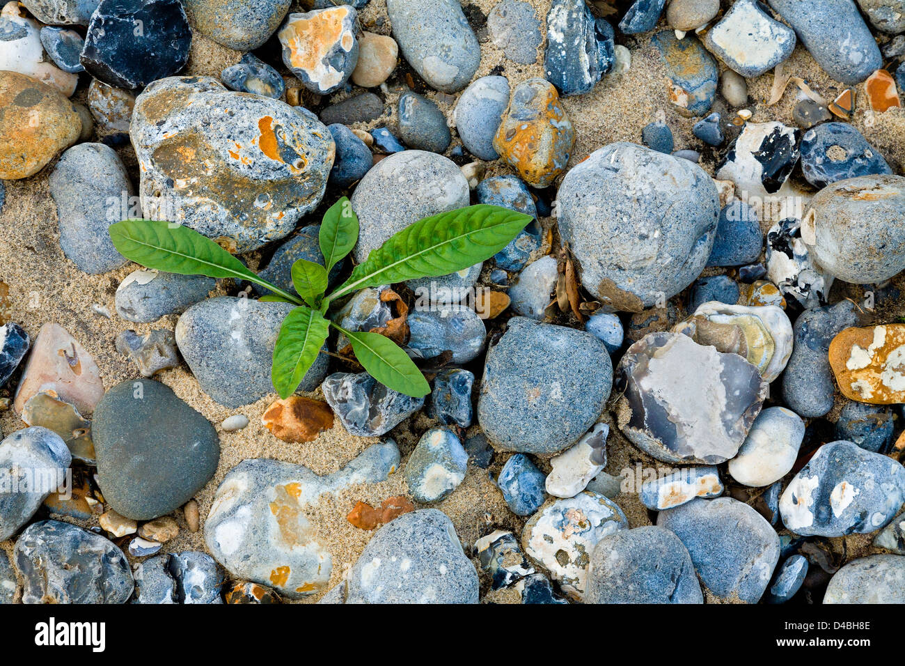 Beach pebbles with a young plant forcing it's way through Stock Photo ...