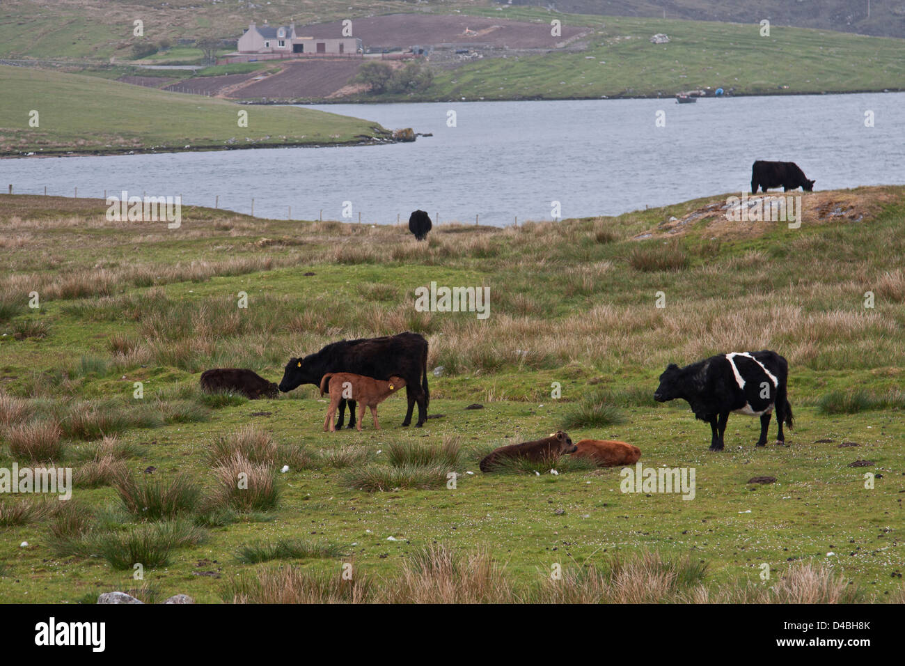 Cattle with suckling calf on the heath overlooking Loch Roag, Callanish ...