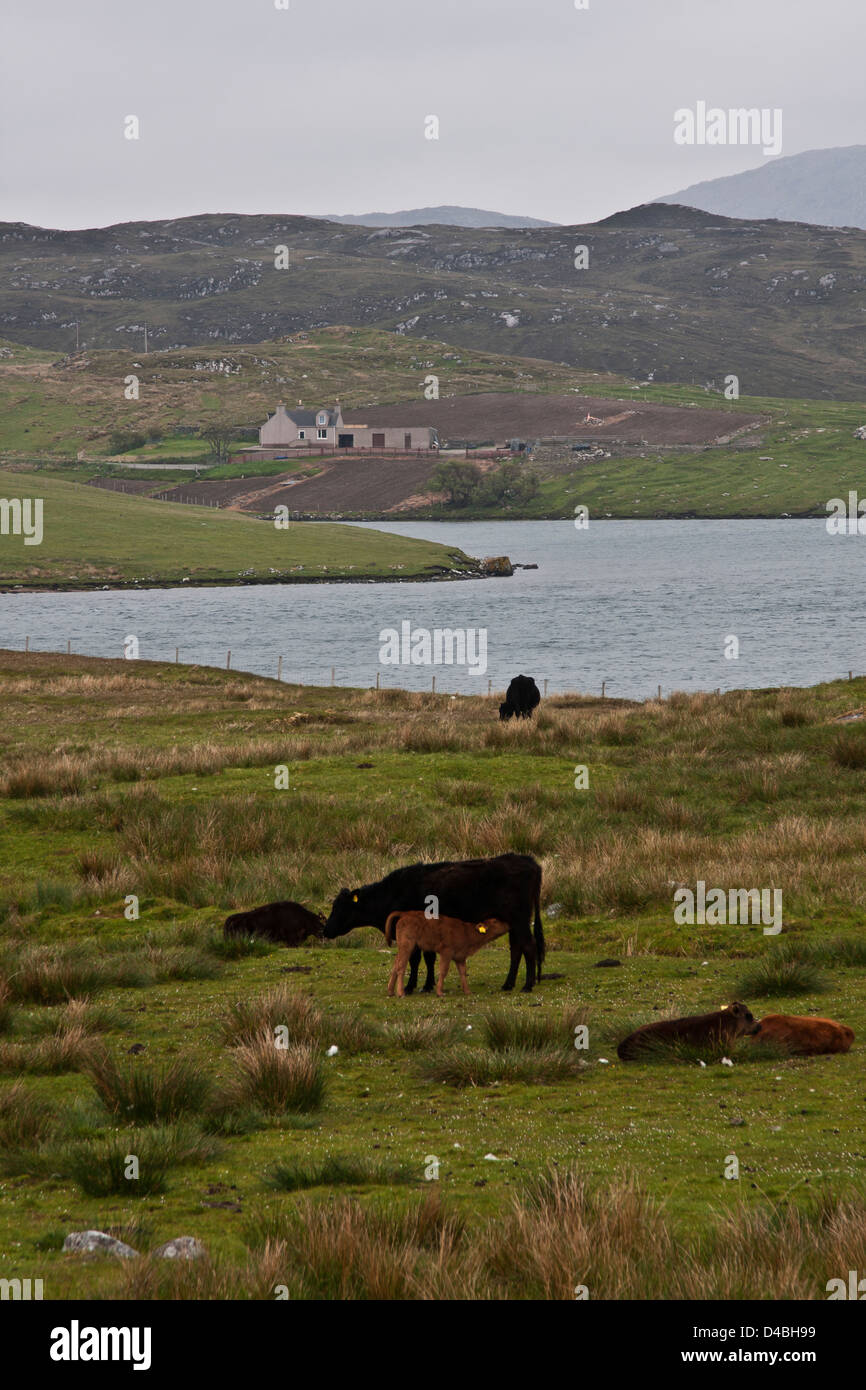 Cow with suckling calf on the heath overlooking Loch Roag, Callanish ...