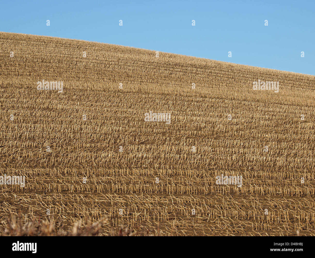 A field of cut stalks Stock Photo - Alamy
