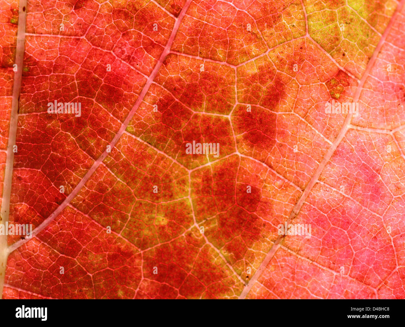 abstract autumnal background: close up of red grape leaf Stock Photo ...
