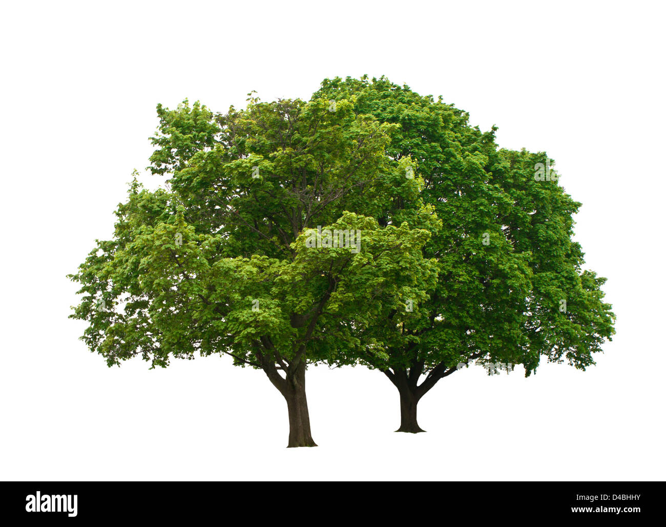 two green trees isolated on white Stock Photo - Alamy