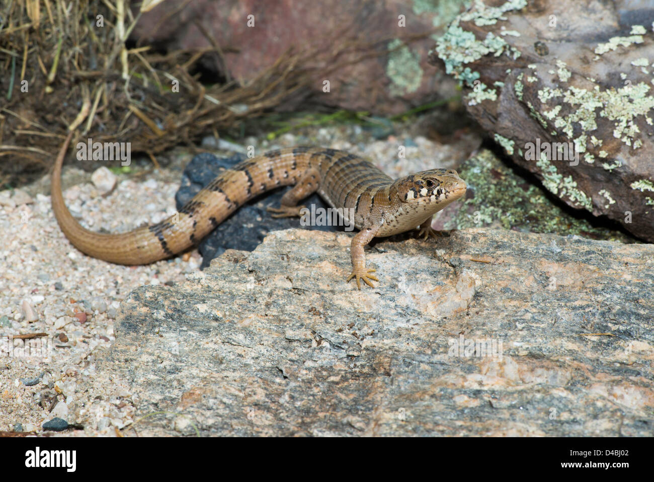 Madrean Alligator Lizard Elgaria kingii nobilis Huachuca Mountains ...