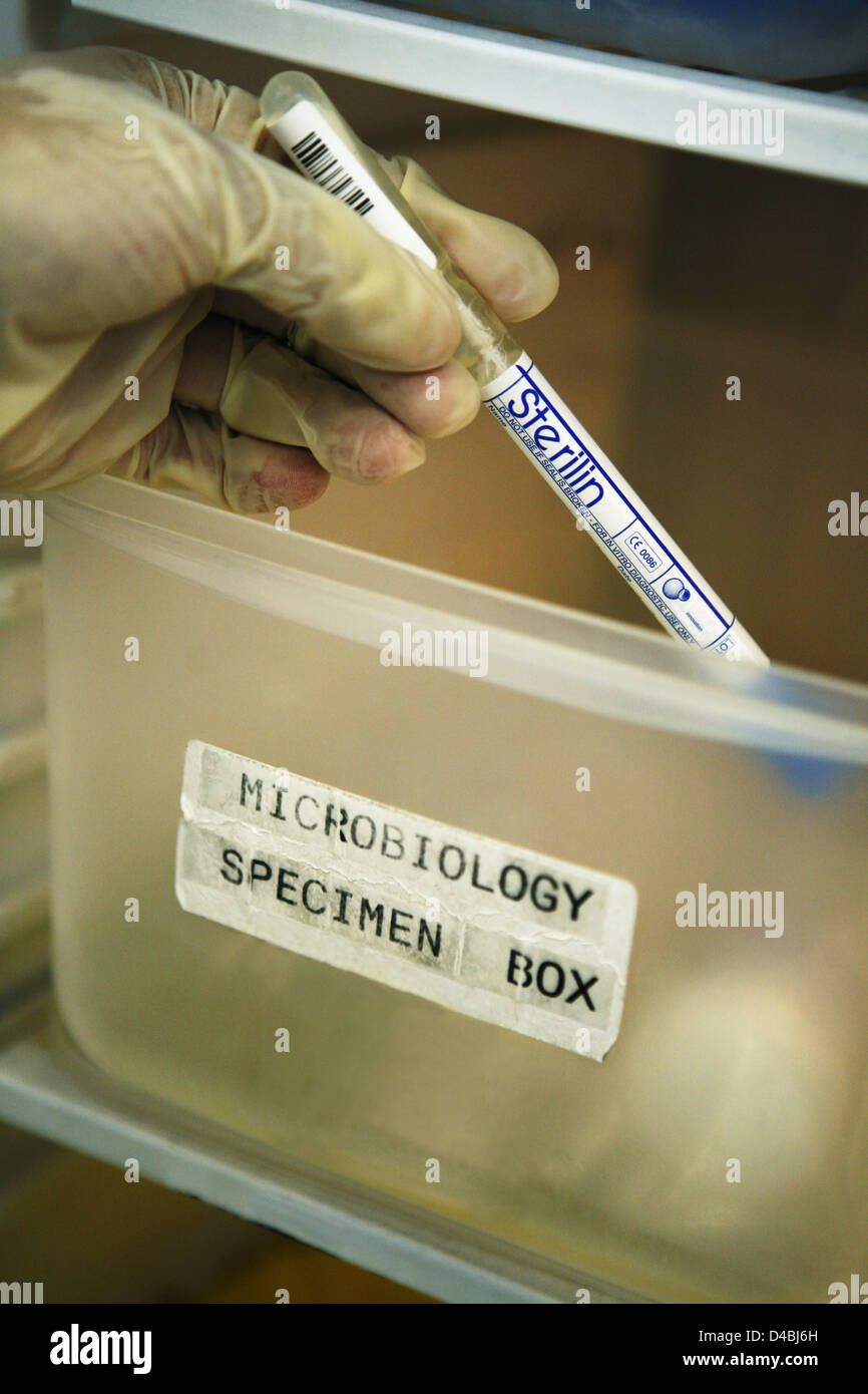 Pathologst placing biohazadous specimen into specimen box Stock Photo ...