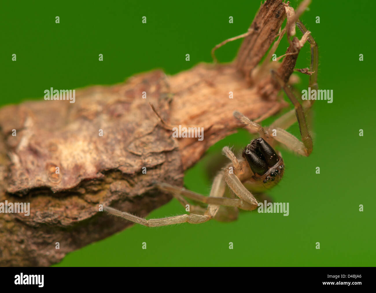 Clubiona spider hi-res stock photography and images - Alamy