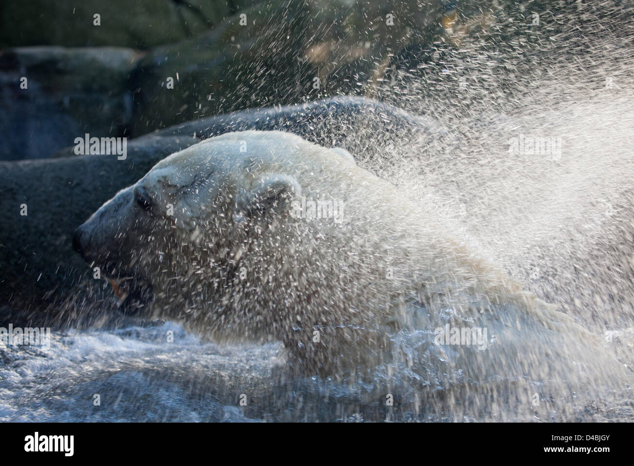 polar bear shaking (Ursus maritimus Stock Photo - Alamy