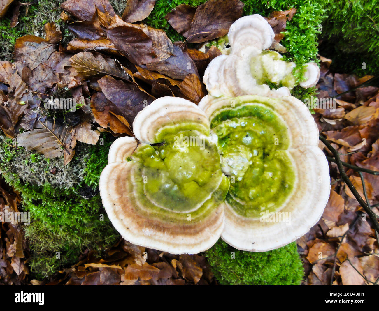 Natur hamburg winter hi-res stock photography and images - Alamy