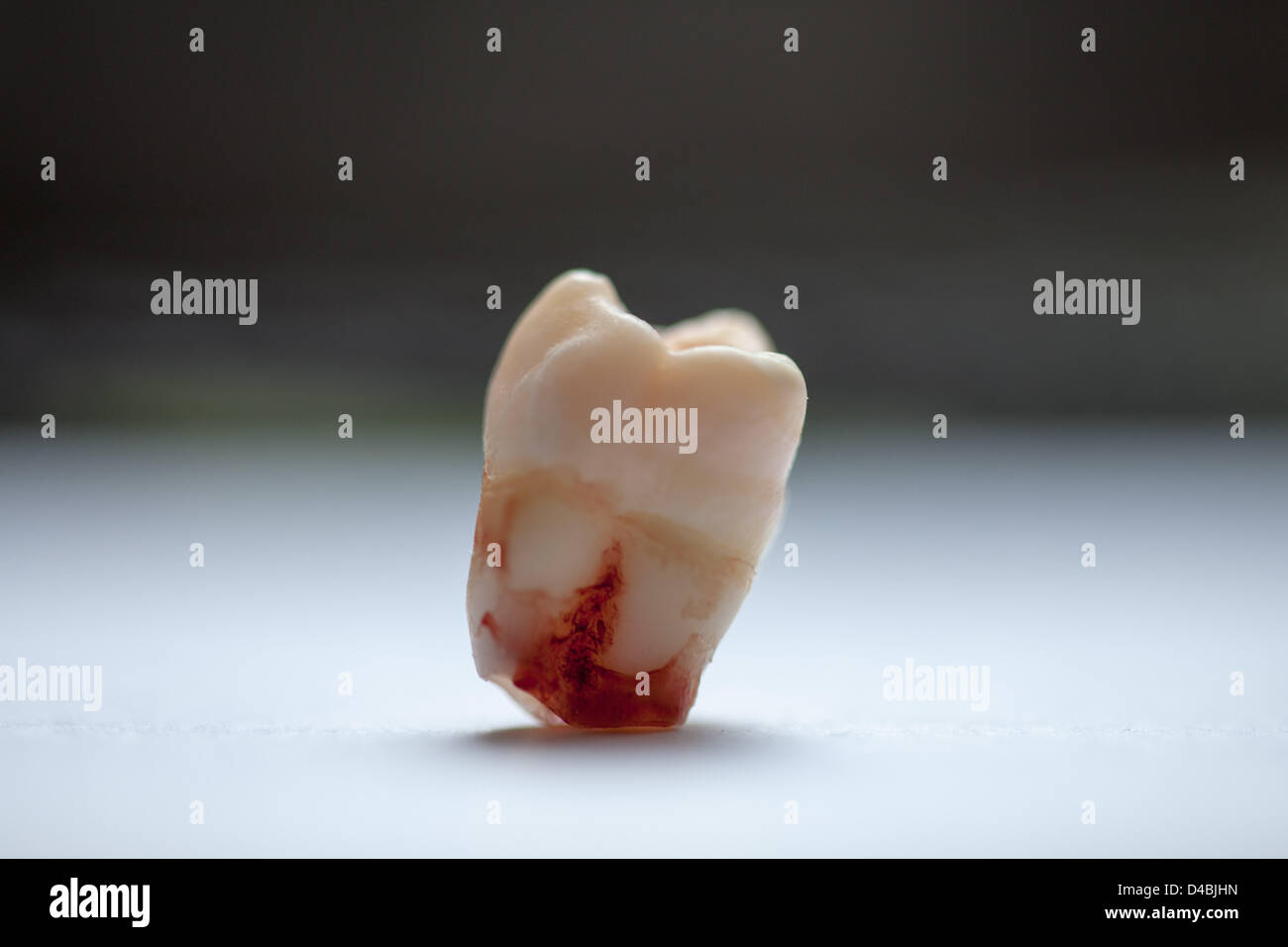 Not fully developed High Resolution Stock Photography and Images - Alamy