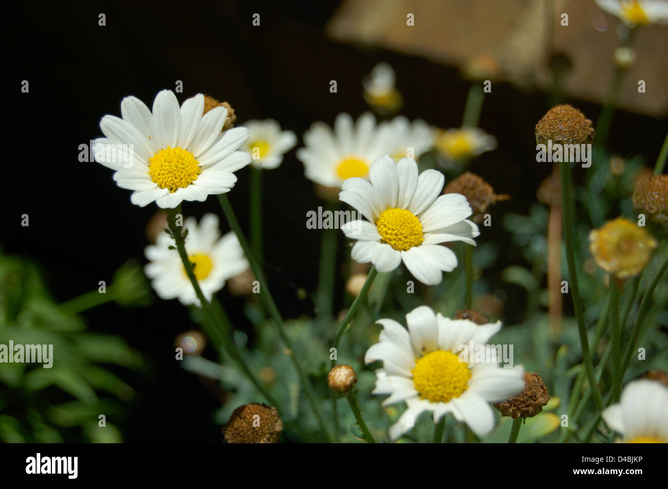 Large white daisies Stock Photo - Alamy