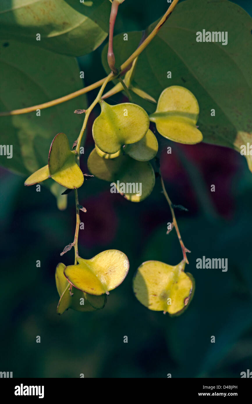 Fruits of Dioscorea oppositifolia Angiosperms Chinese medicine Chinese ...